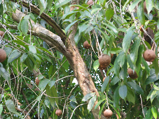 Nature shots: Marotti plant